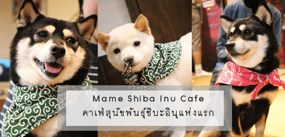 Shiba Inu Cafe คาเฟ่ของคนรักสุนัข